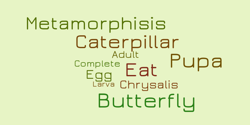 Butterfly Word Cloud – Word cloud – WordItOut