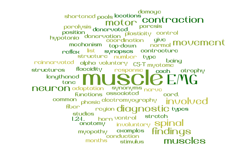 CHAPTER 13: MOTOR SYSTEM: MOTOR NEURONS AND SPINAL MOTOR FUNCTION ...