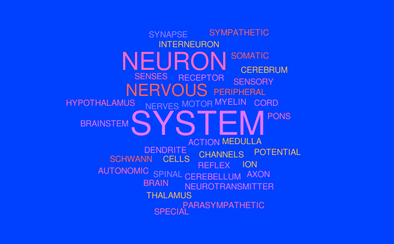 Nervous system – Word cloud – WordItOut