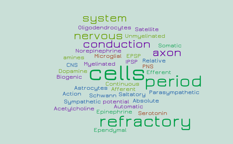 A&P nervous system cloud – Word cloud – WordItOut